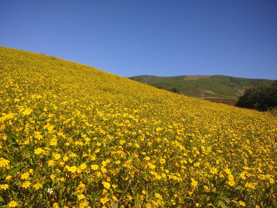 Golden Yellow Alsi Valley of Kasipur - India Whispers