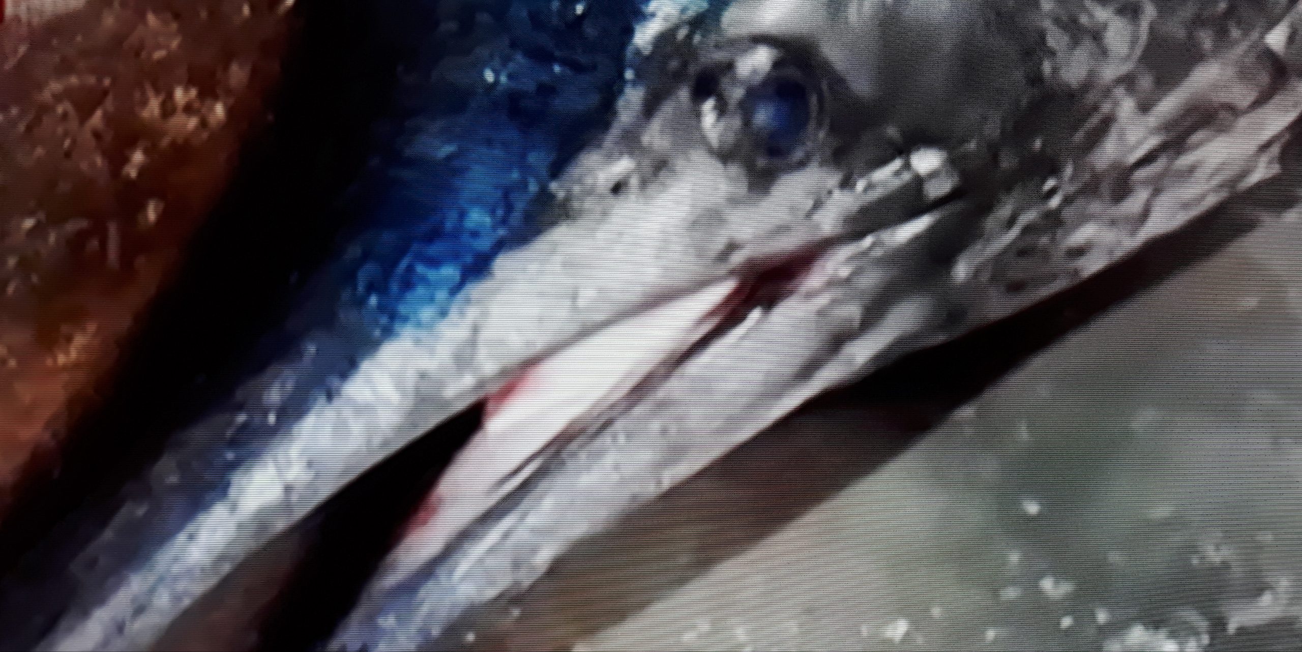 Rare crow-fish in Paradip fisherman's net - India Whispers